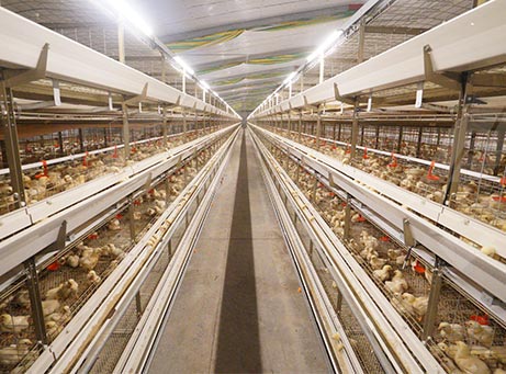 Broiler chicken cage system for sale, buy automatic broiler battery cages, commercial poultry ...