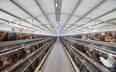 Case- Chicken Cage Poultry Farming Around the world-3-Zhengzhou Livi ...