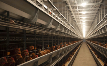 Case- Chicken Cage Poultry Farming Around the world-2-Zhengzhou Livi ...